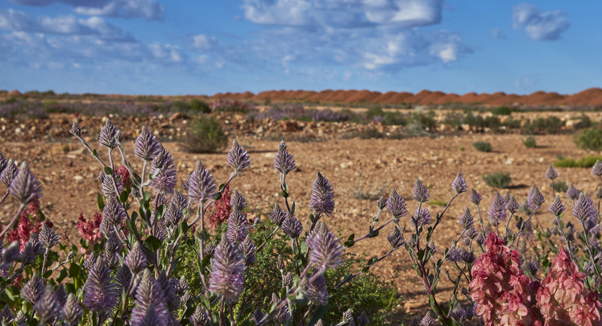 Nickel Mine | Thiess Mining Projects | Thiess - Thiess 90 Years